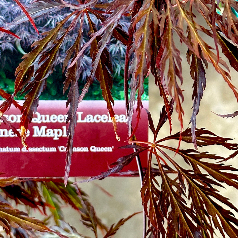 Crimson Queen Japanese Maple - 2 gallon container- 2-3ft – Lots of Plants