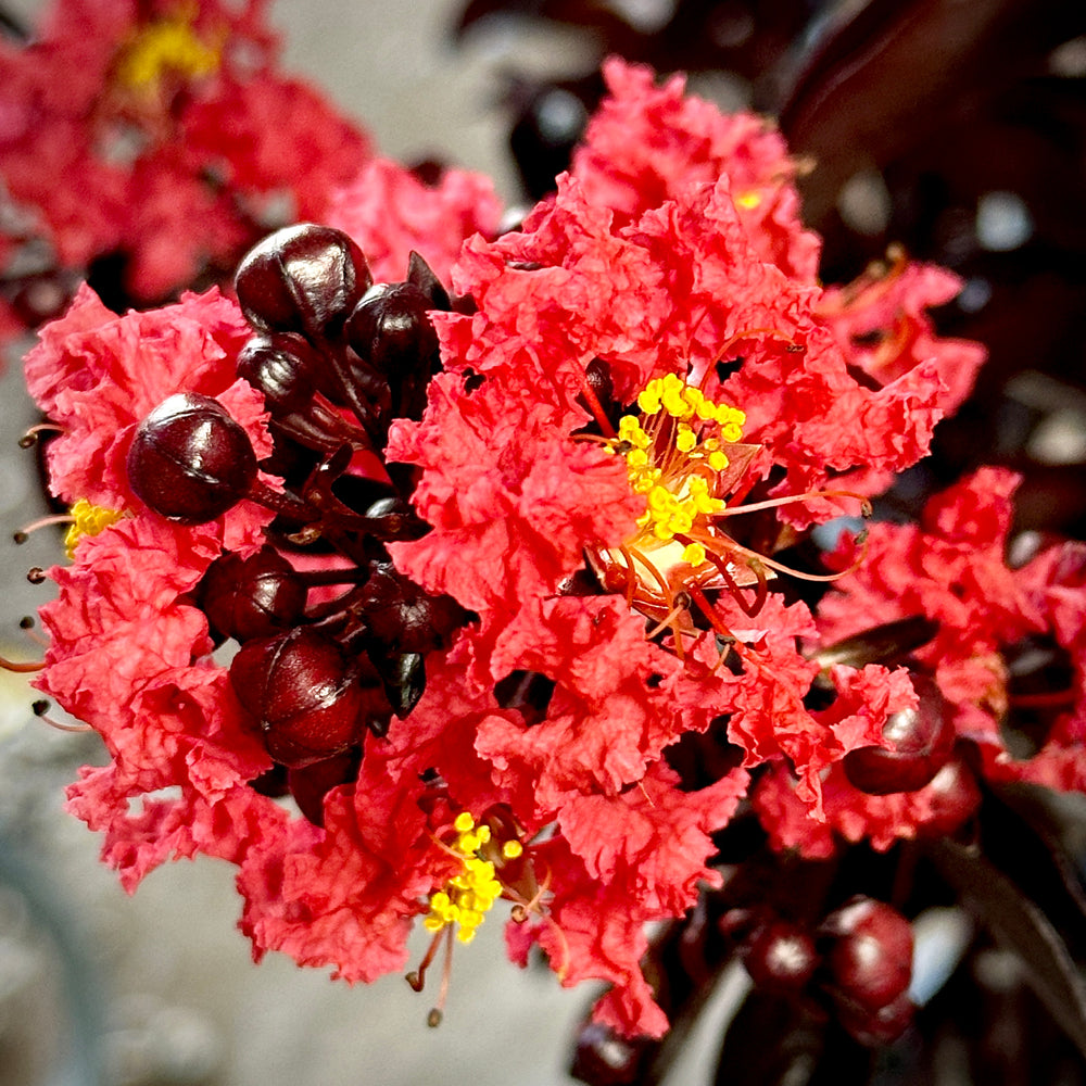 CENTER STAGE® Red Crape Myrtle - 3 gallon container – Lots of Plants