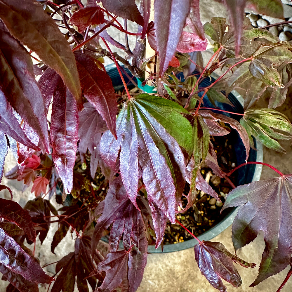 Adrian's Compact Japanese Maple - 3 gallon container- 2-4ft – Lots of ...