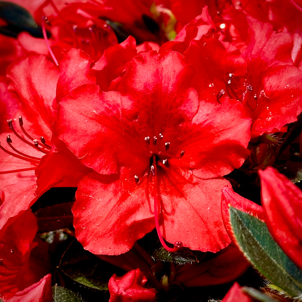 Perfecto Mundo® Orange Azalea- 3 gallon container – Lots of Plants