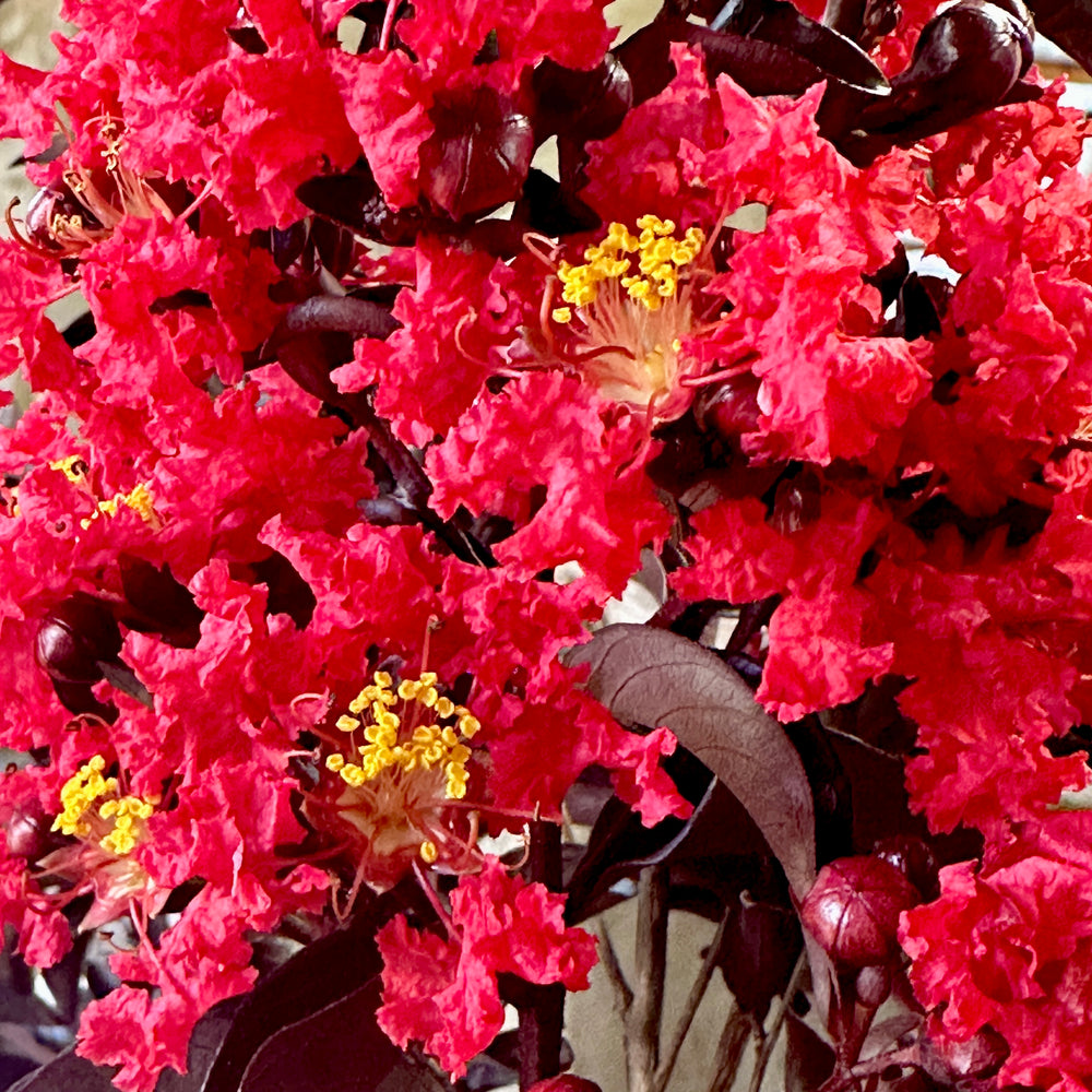CENTER STAGE® Red Crape Myrtle - 3 gallon container – Lots of Plants