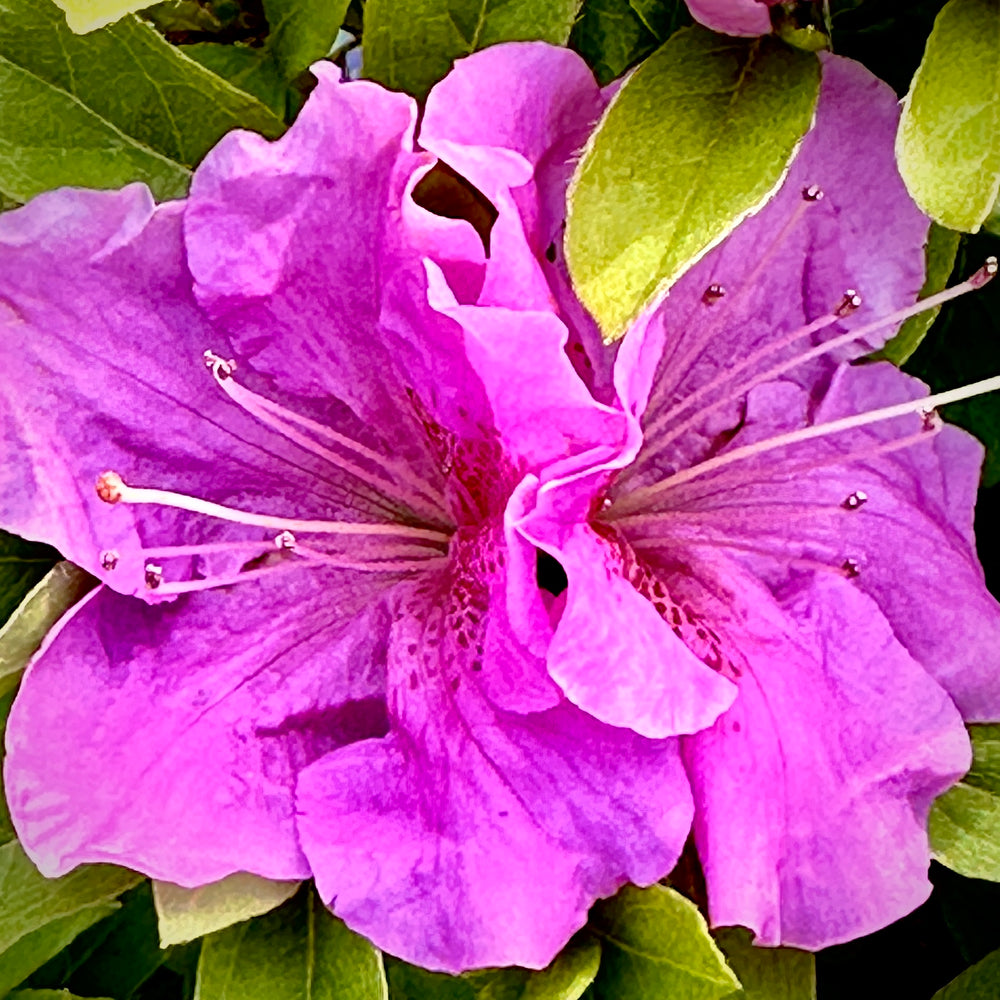 Autumn Lilac® Encore Azalea - 3 gallon container – Lots of Plants