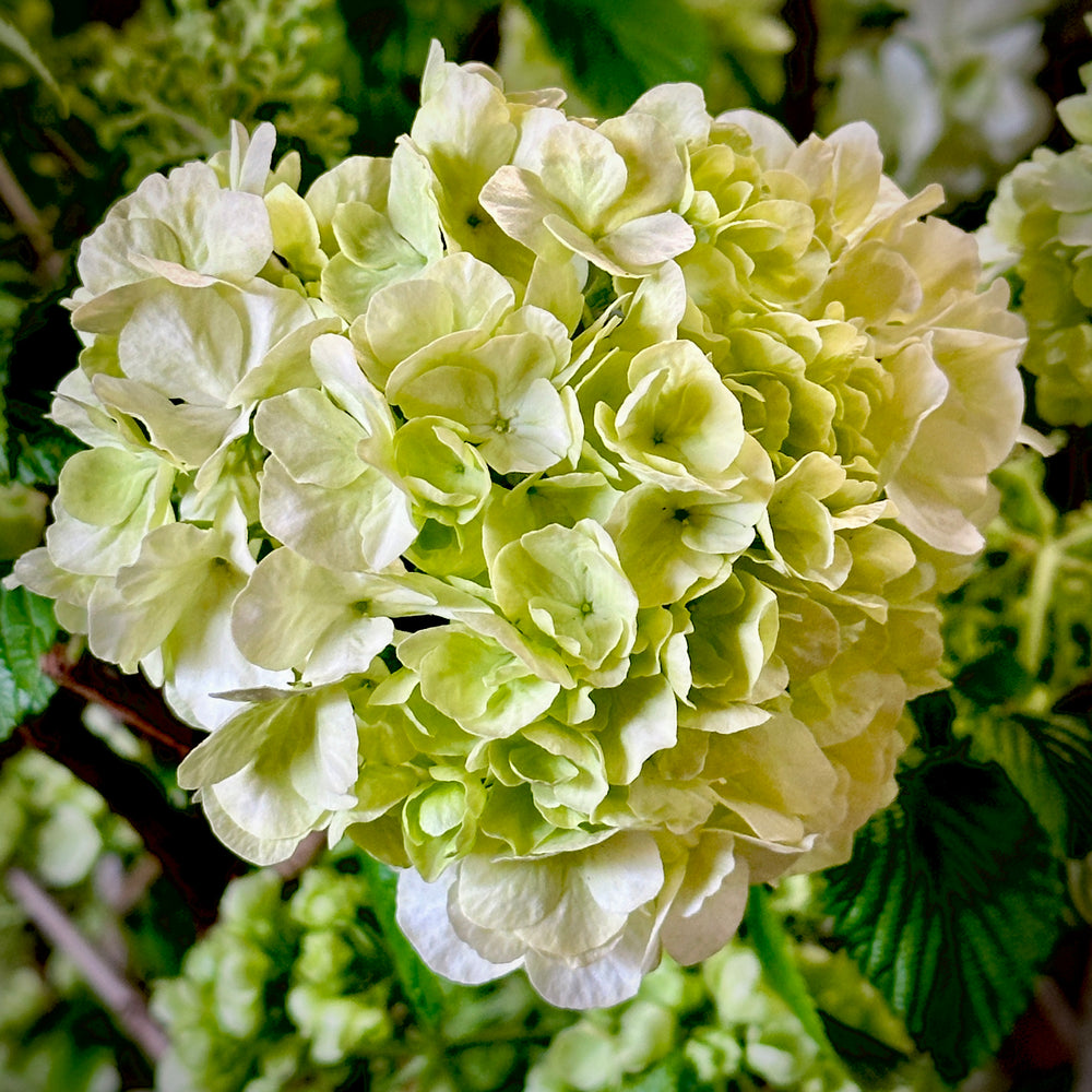 Popcorn Viburnum - 3 gallon container – Lots of Plants