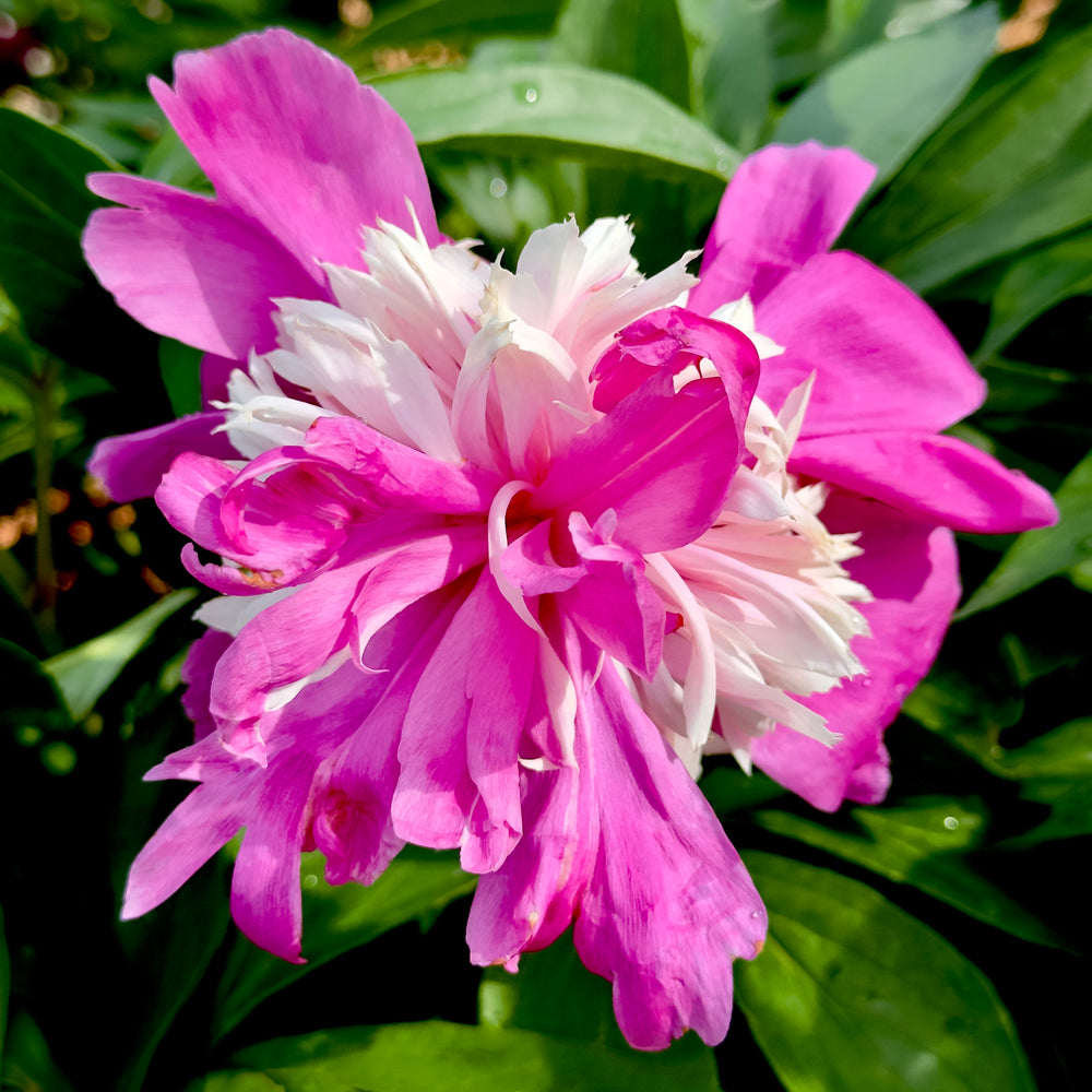 Celebrity Peony - 3 gallon container – Lots of Plants