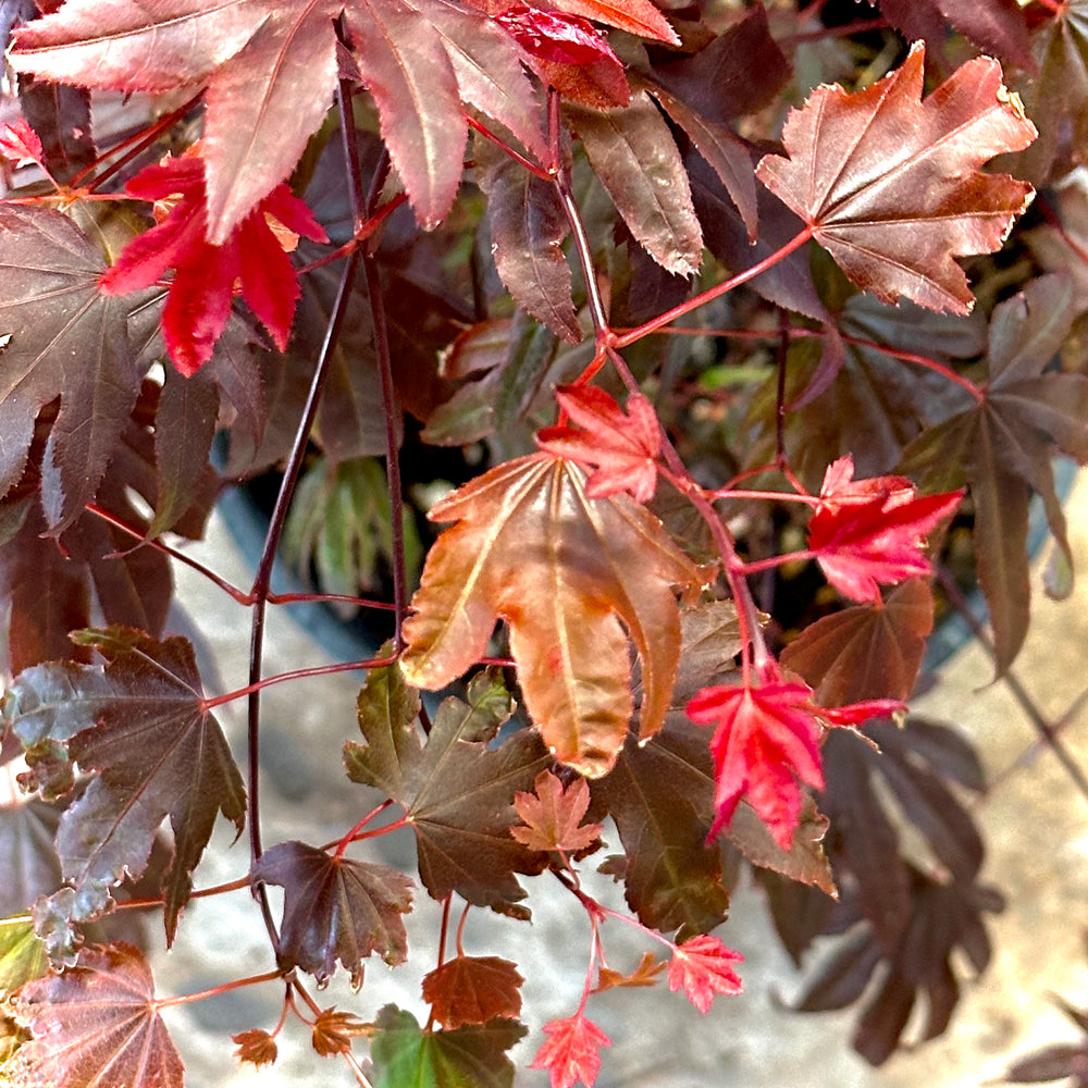 Adrian's Compact Japanese Maple - 3 gallon container- 2-4ft – Lots of ...