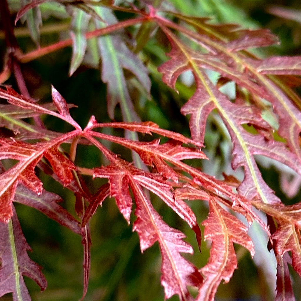 Orangeola Japanese Maple - 2 gallon container- 2-3ft – Lots of Plants