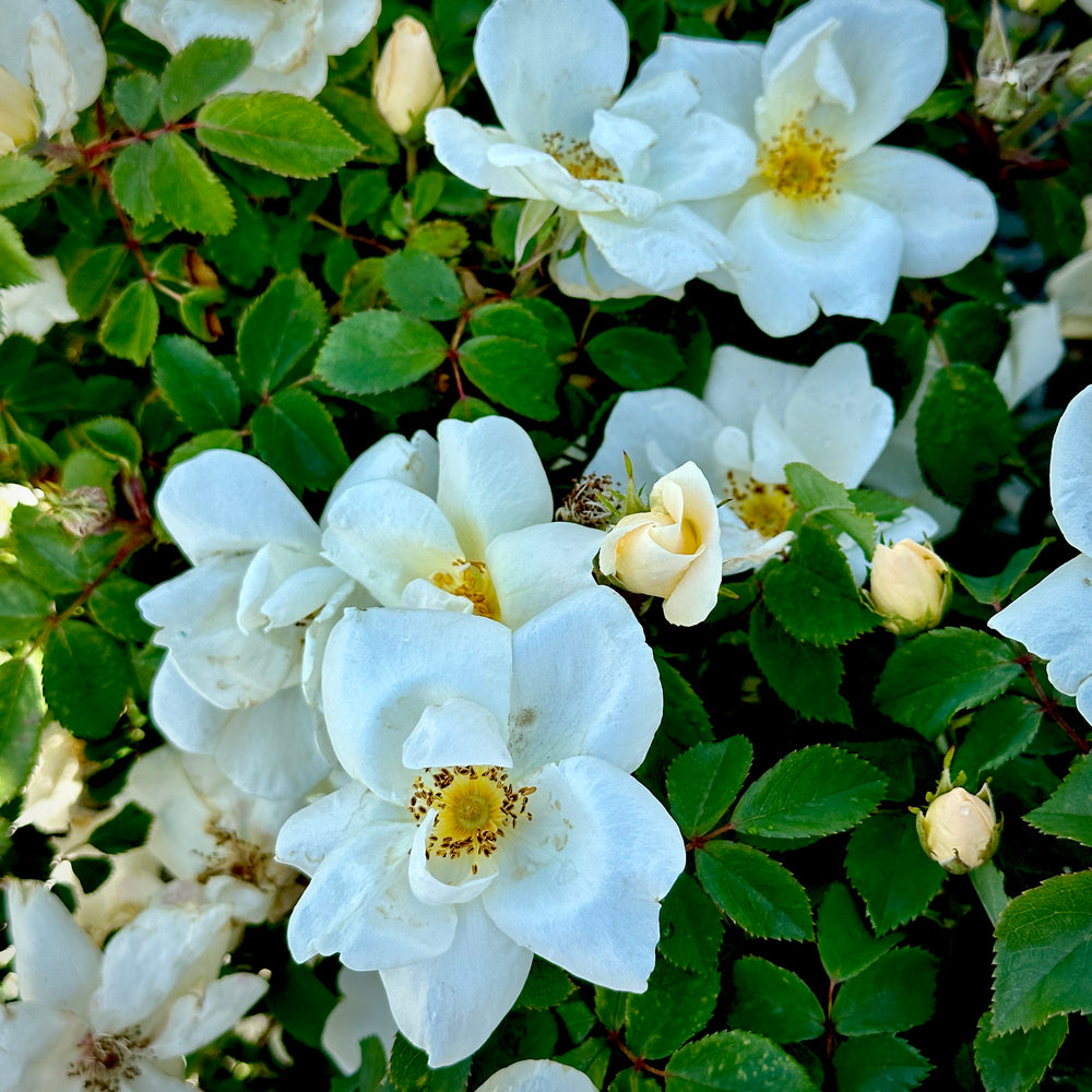 White Knock Out® Rose - 3 gallon container – Lots of Plants