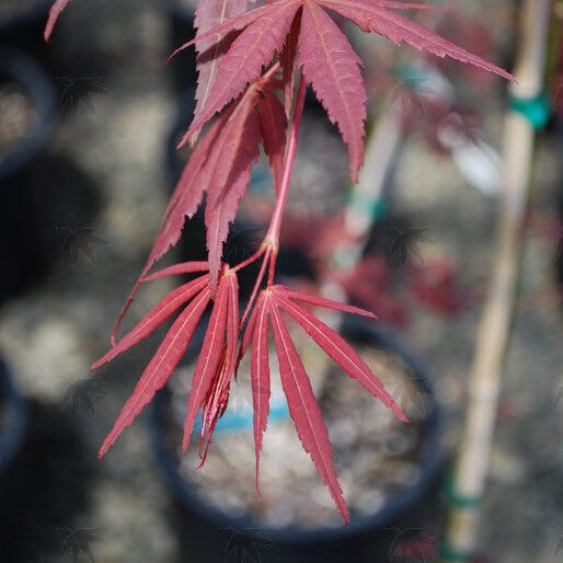 Dragon Tears Japanese Maple - 3 gallon container- 2-3ft – Lots of Plants