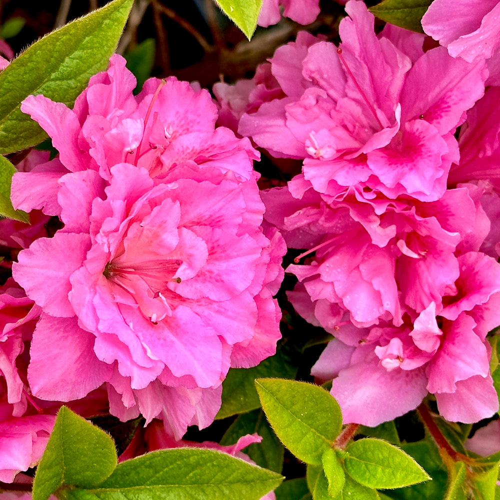 Autumn Carnation® Encore Azalea - 3 gallon container – Lots of Plants