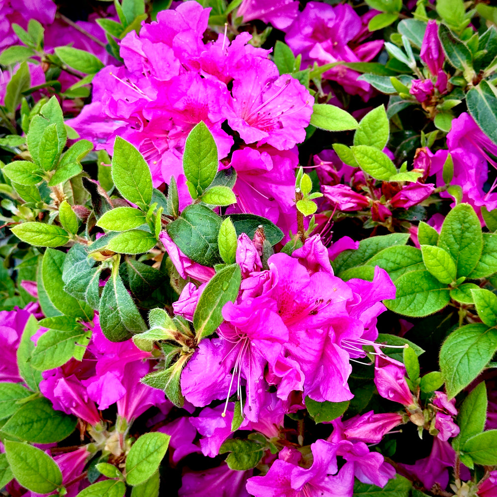 Autumn Royalty® Encore Azalea - 3 gallon container – Lots of Plants