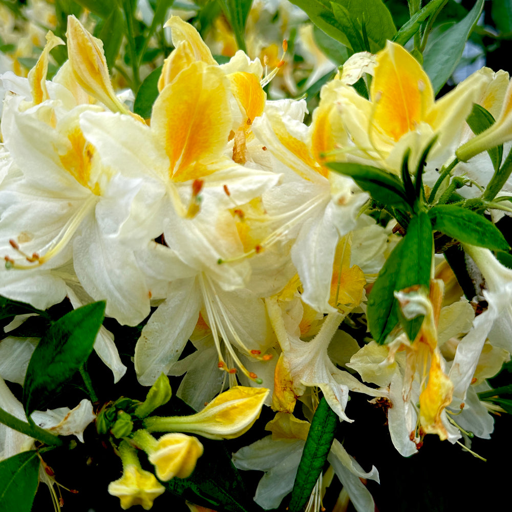 Northern Hi-Lights Deciduous Azalea - 2 gallon container – Lots of Plants