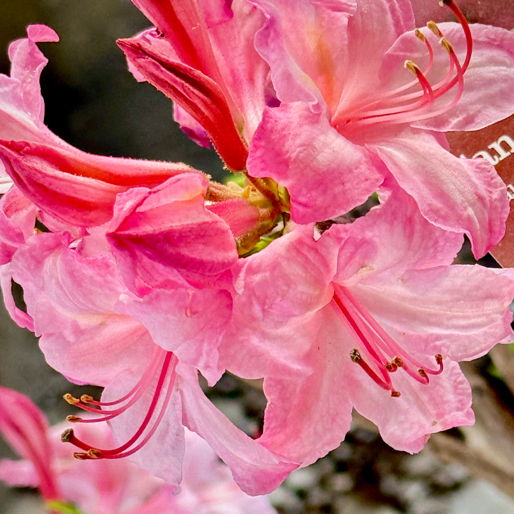 Candy Lights Deciduous Azalea - 3 gallon container – Lots of Plants