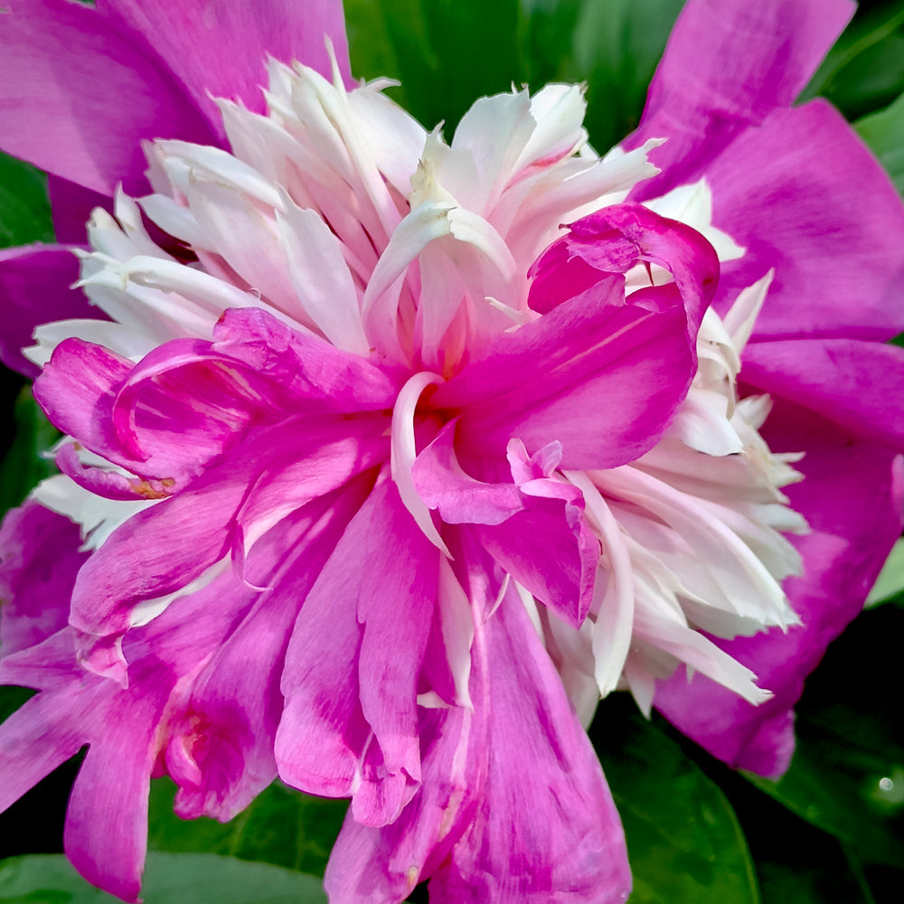 Celebrity Peony - 3 gallon container – Lots of Plants
