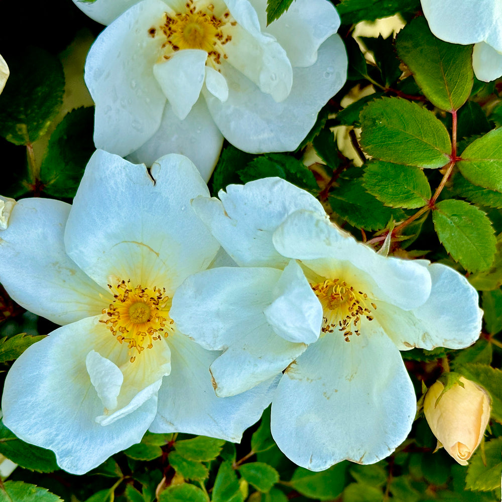 White Knock Out® Rose - 3 gallon container – Lots of Plants