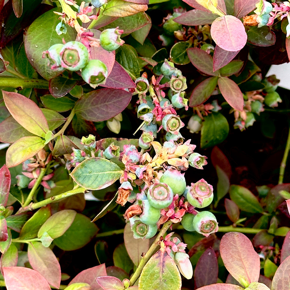 Silver Dollar® Blueberry by Bushel and Berry®- 2 gallon container ...