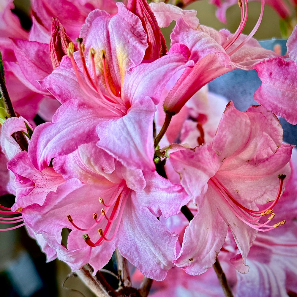 Candy Lights Deciduous Azalea - 3 gallon container – Lots of Plants