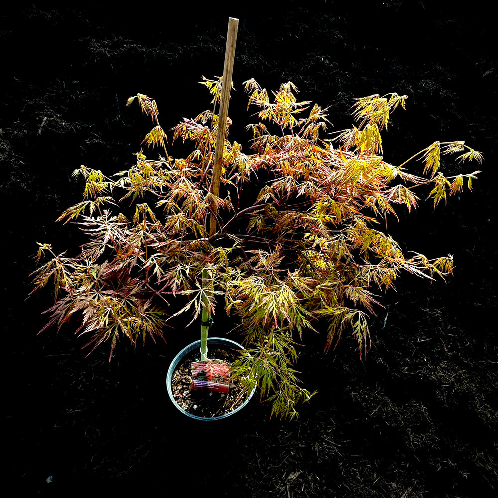 Orangeola Japanese Maple - 2 gallon container- 2-3ft – Lots of Plants