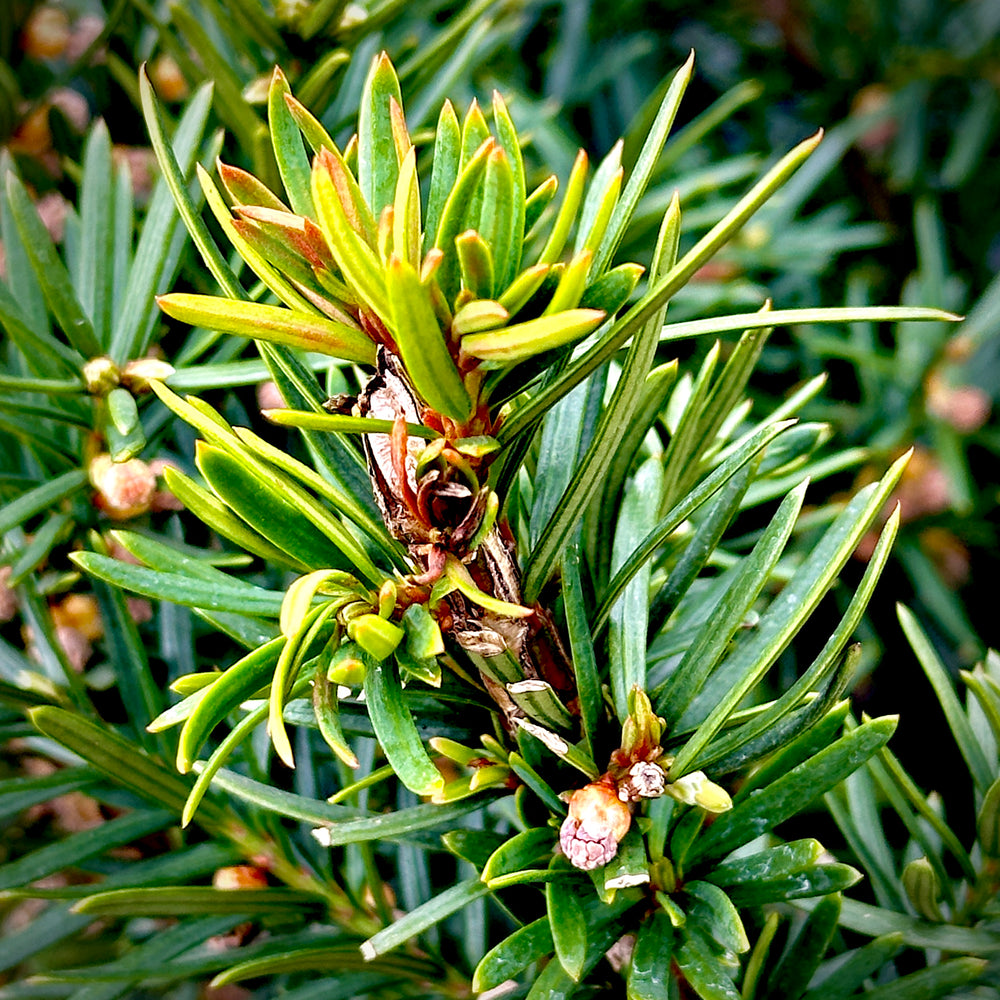 Dense Spreading Yew - 3 gallon container – Lots of Plants