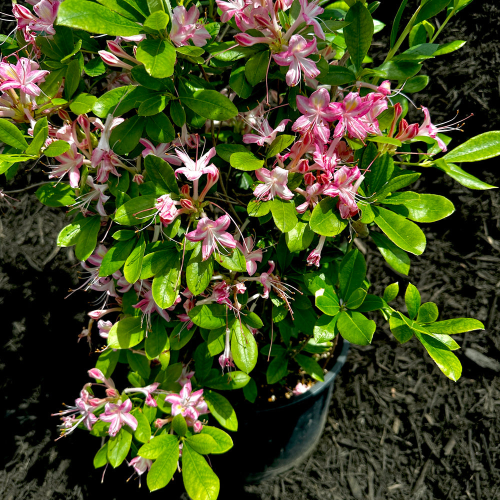 Ribbon Candy Deciduous Azalea - 3 gallon container – Lots of Plants