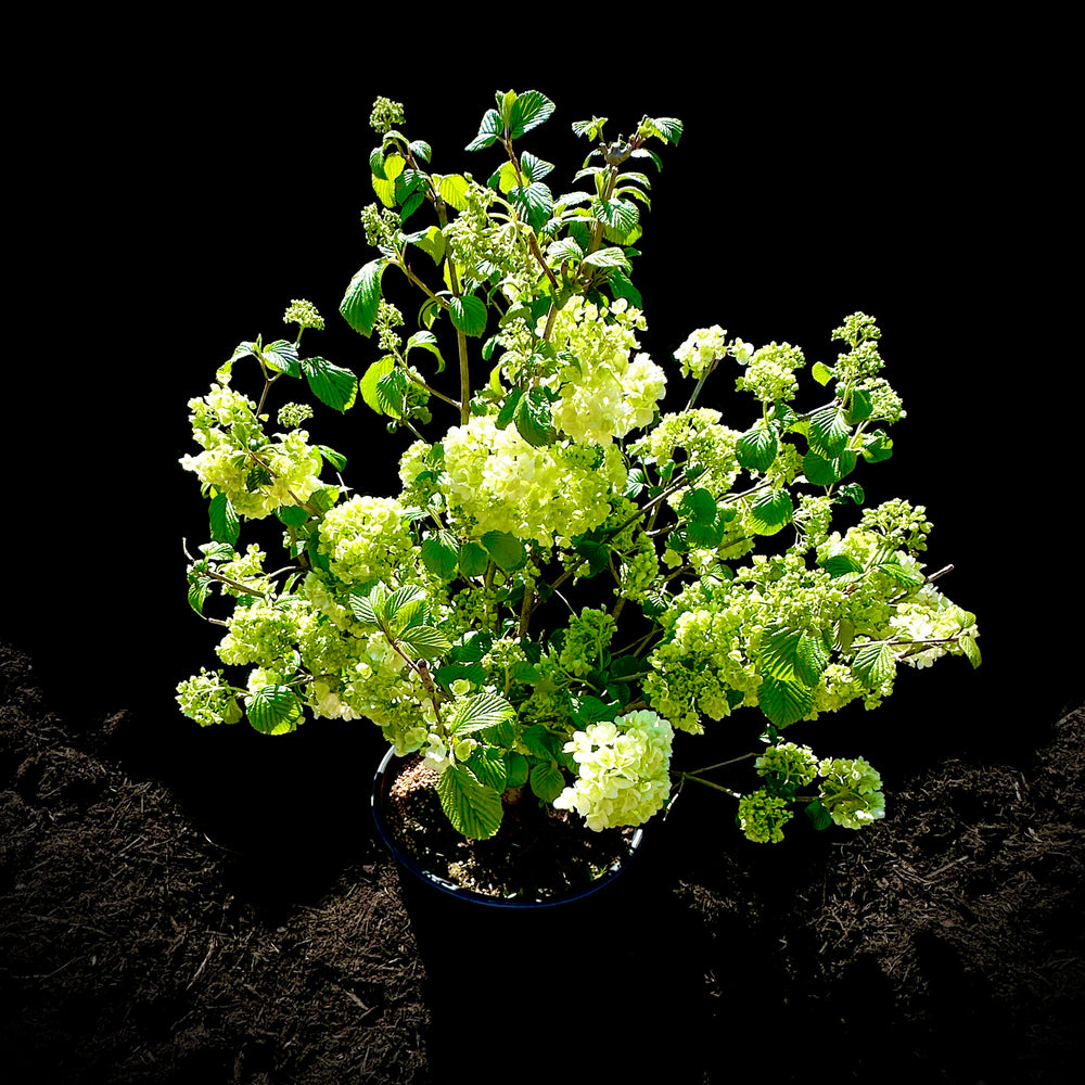 Popcorn Viburnum - 3 gallon container – Lots of Plants