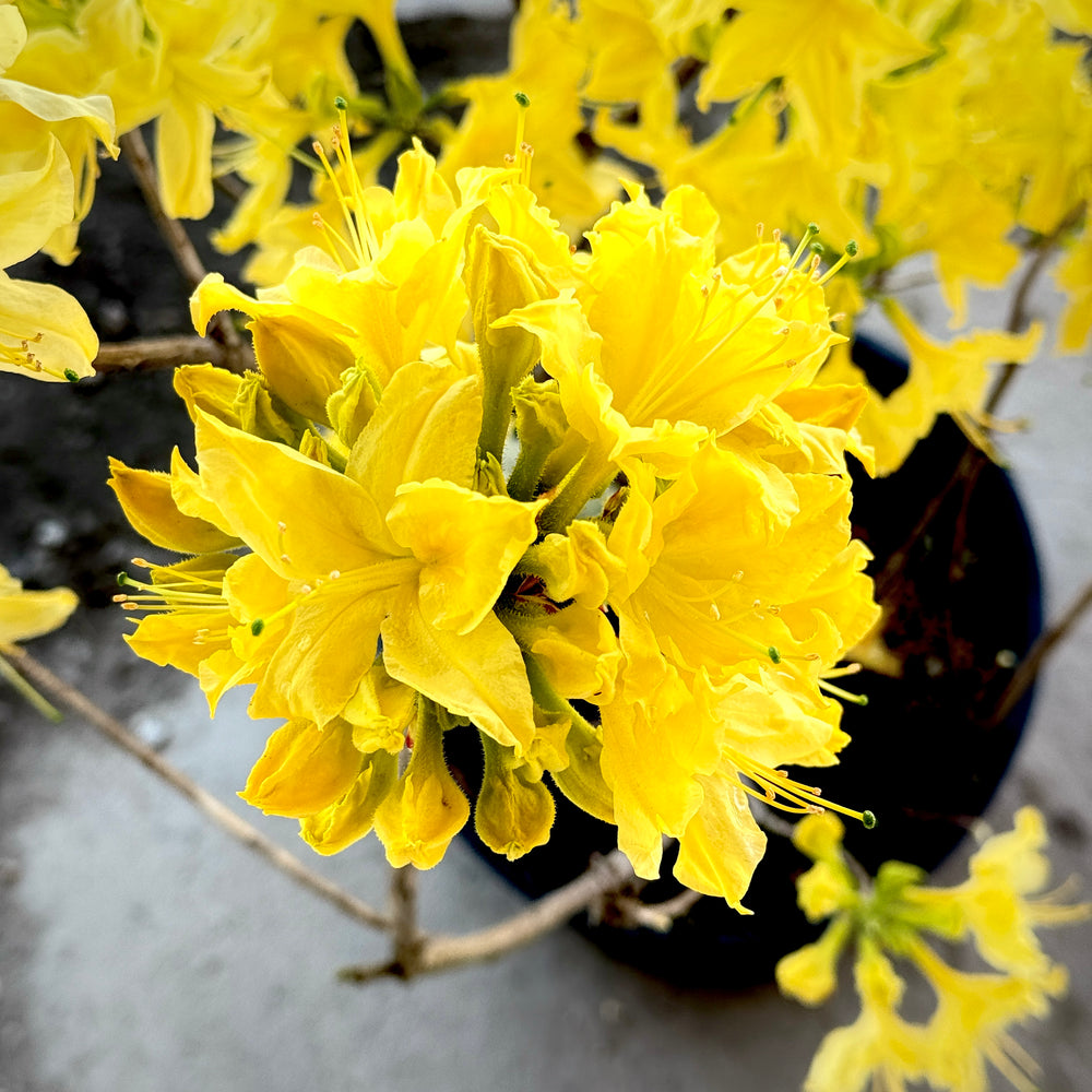 Lemon Lights Deciduous Azalea - 3 gallon container – Lots of Plants