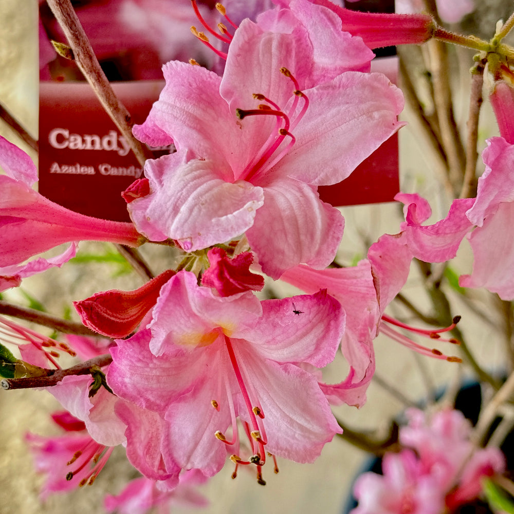Candy Lights Deciduous Azalea - 3 gallon container – Lots of Plants