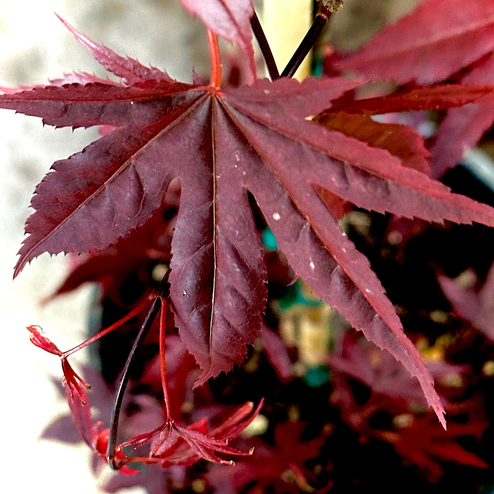 Dragon Tears Japanese Maple - 3 gallon container- 2-3ft – Lots of Plants