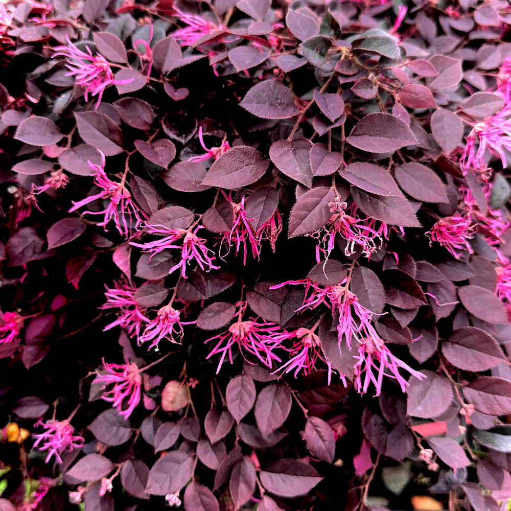Crimson Fire™ Loropetalum - 3 gallon container – Lots of Plants