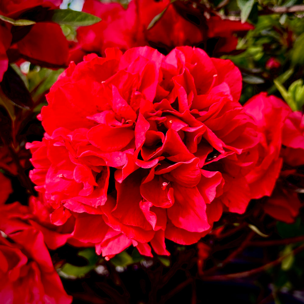 Autumn Fire® Encore Azalea - 3 gallon container – Lots of Plants