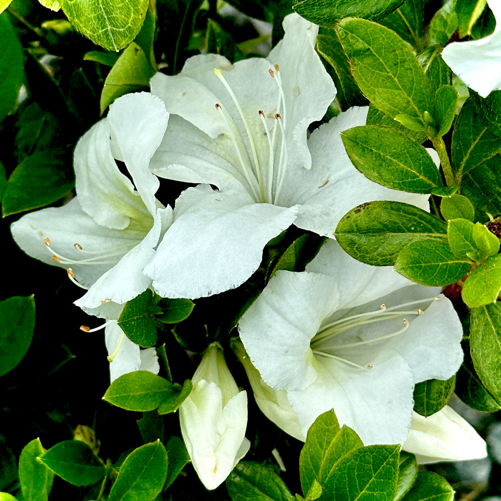 Autumn Angel® Encore Azalea - 3 gallon container – Lots of Plants