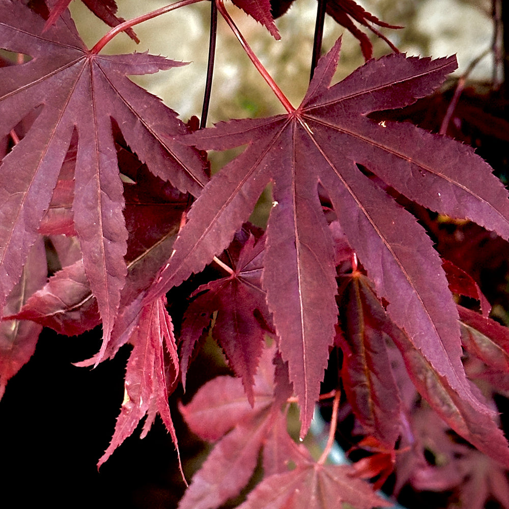 Dragon Tears Japanese Maple - 3 gallon container- 2-3ft – Lots of Plants
