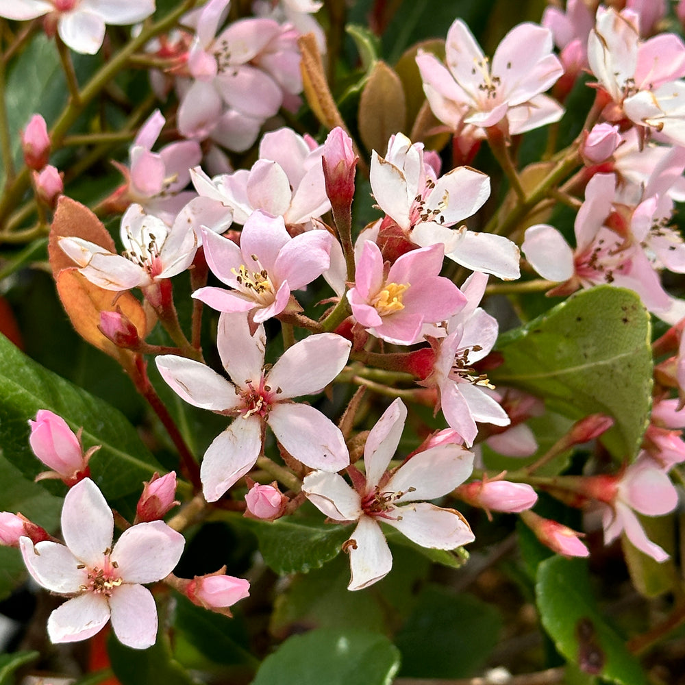 Eleanor Taber Indian Hawthorne - 3 gallon container – Lots of Plants