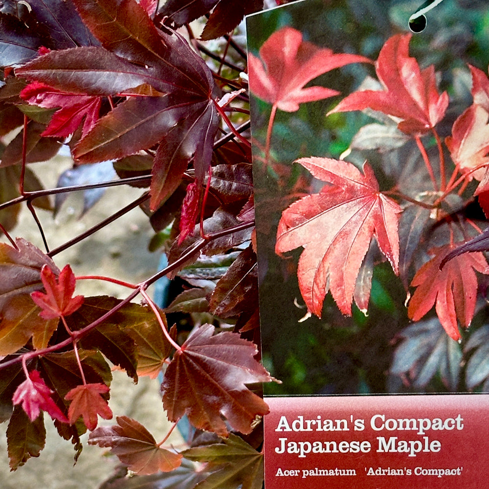 Adrian's Compact Japanese Maple - 3 gallon container- 2-4ft – Lots of ...