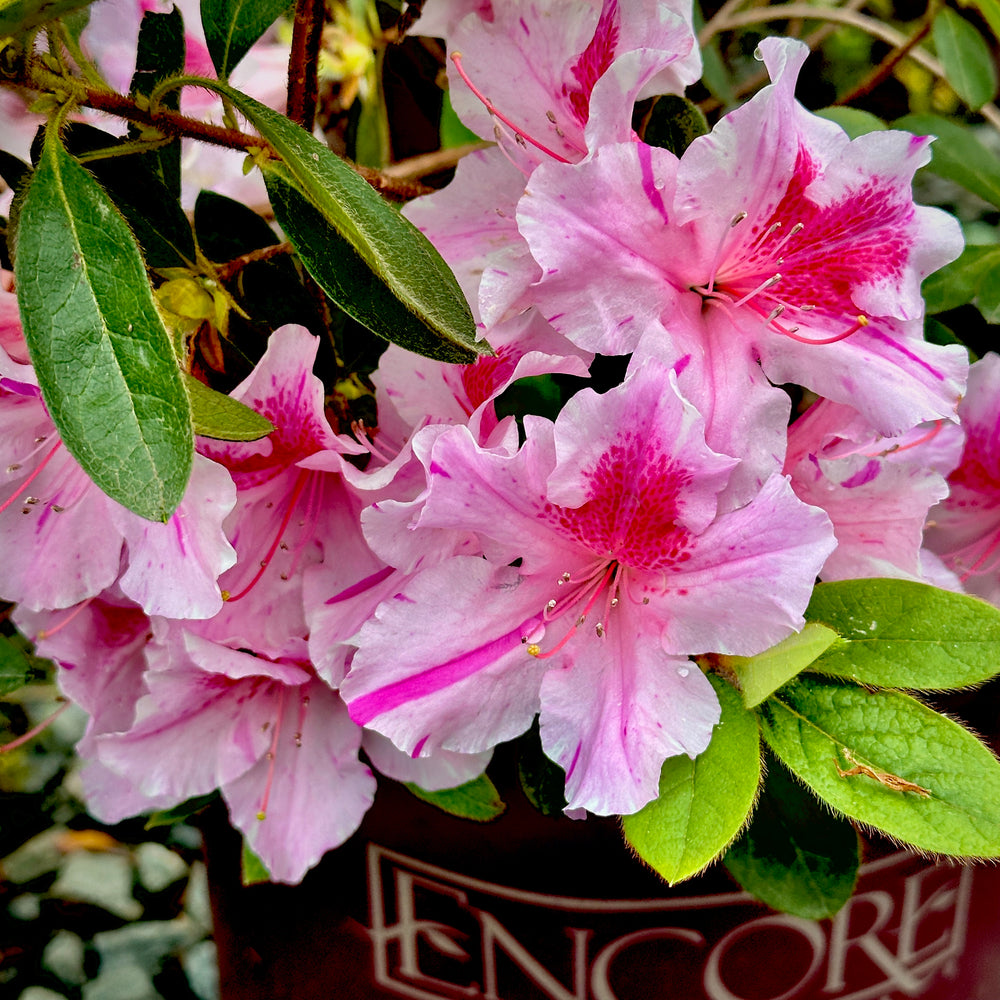 Autumn Twist® Encore Azalea - 3 gallon container – Lots of Plants
