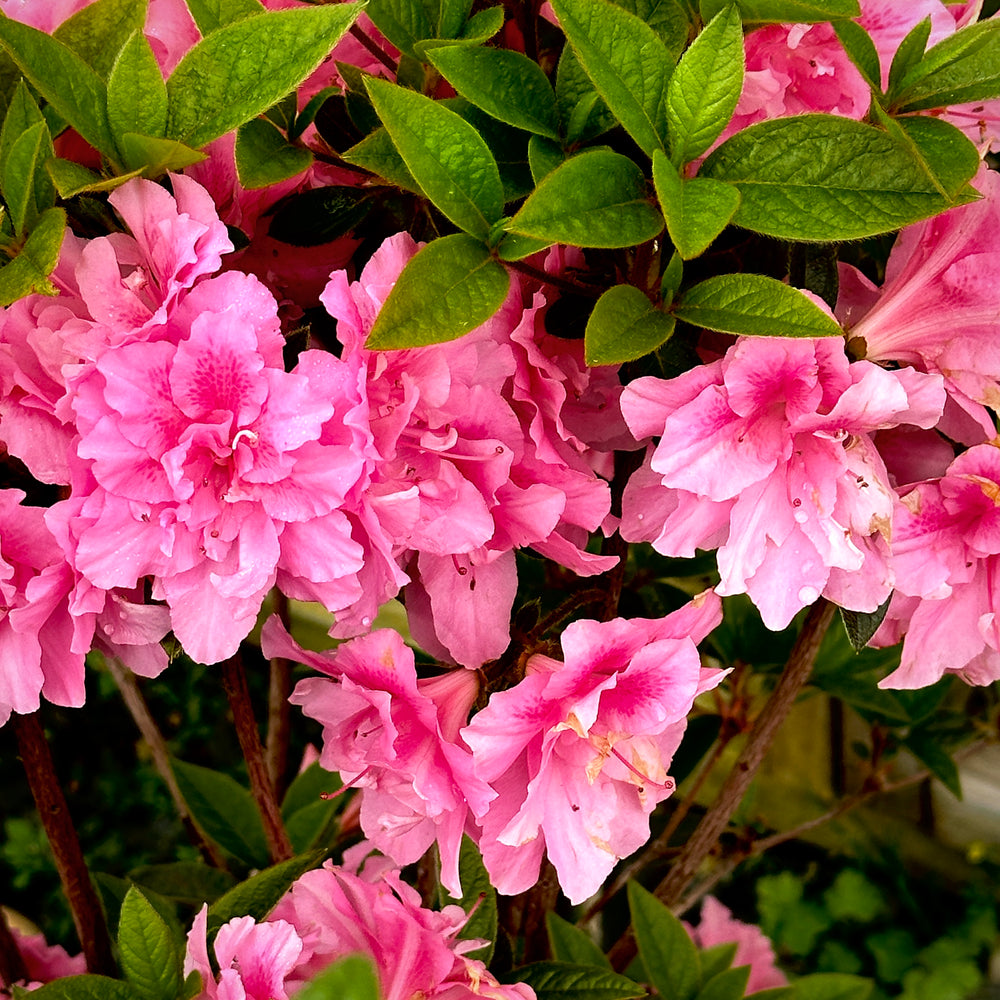 Autumn Carnation® Encore Azalea - 3 gallon container – Lots of Plants