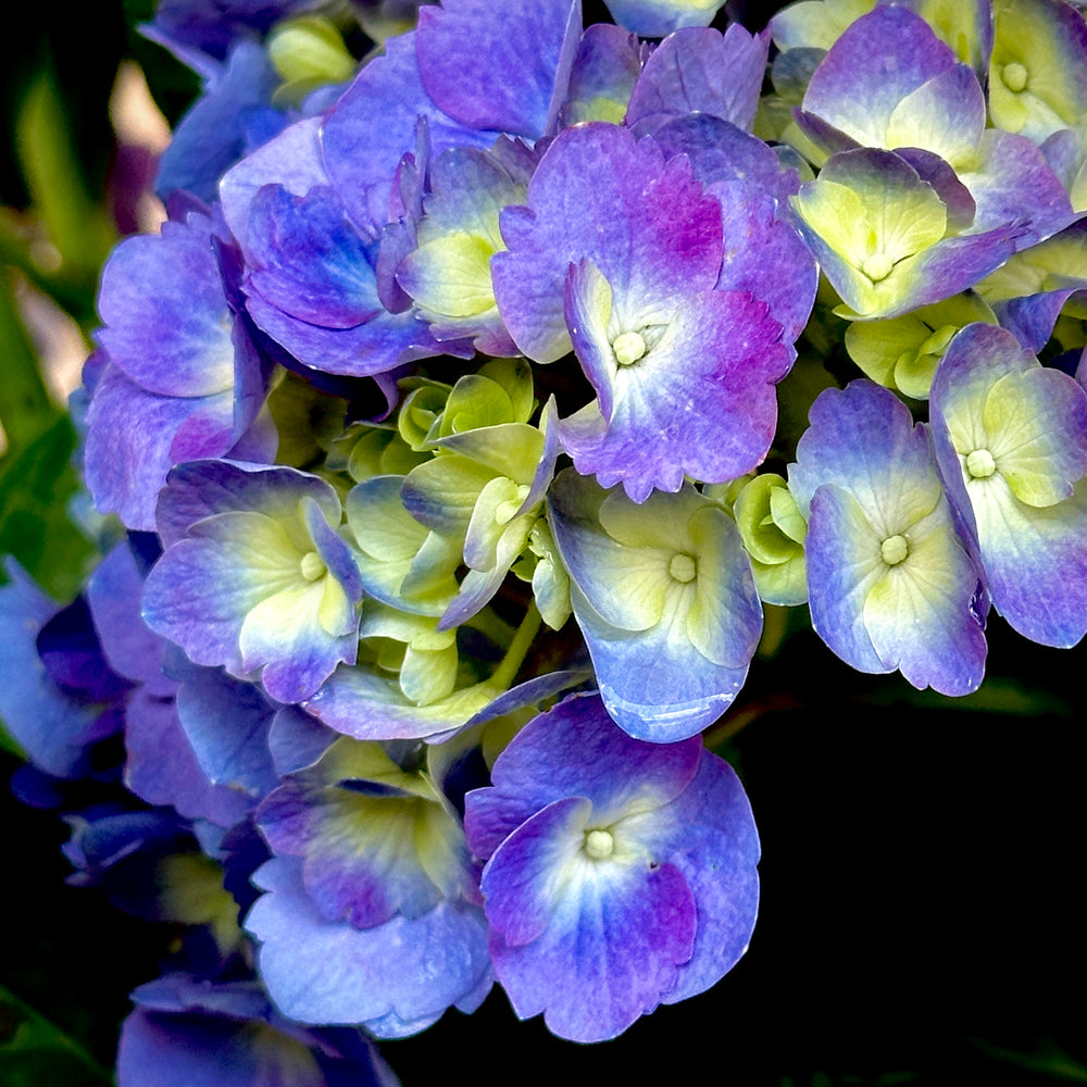 L.A. Dreamin'™ Hydrangea - 3 gallon container – Lots of Plants