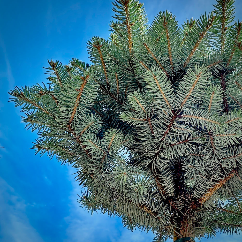Dwarf Globe Blue Spruce Topiary Tree - 6 gallon container – Lots of Plants