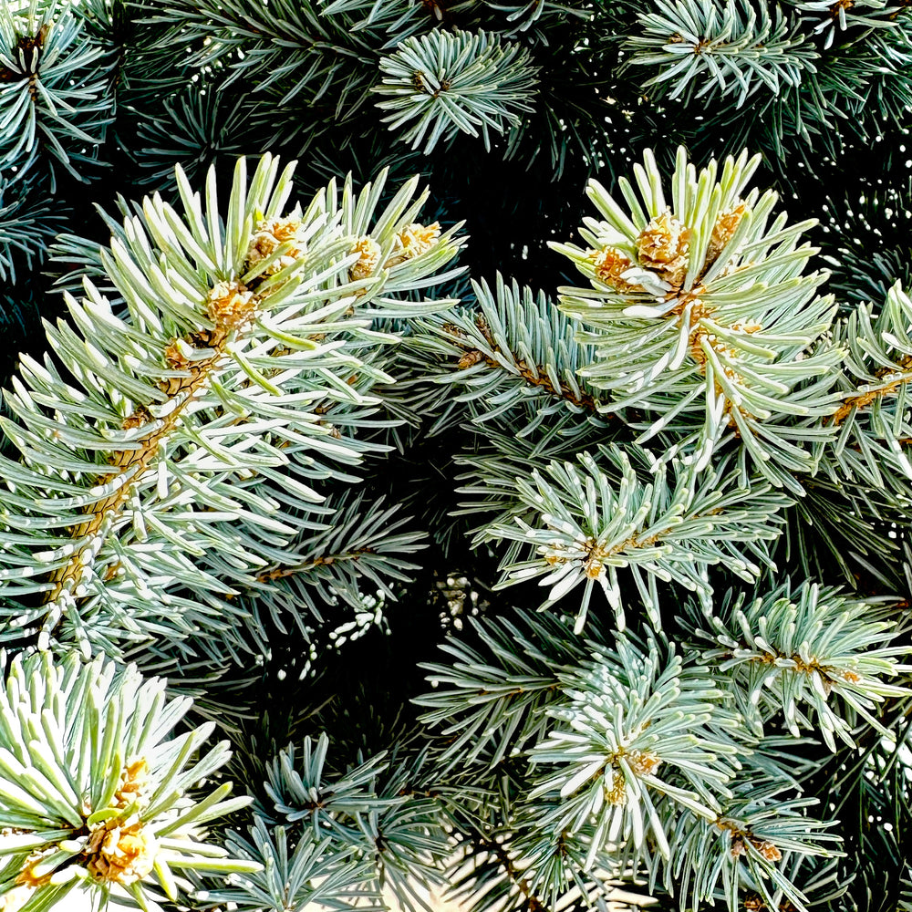 Dwarf Globe Blue Spruce Topiary Tree - 6 gallon container – Lots of Plants