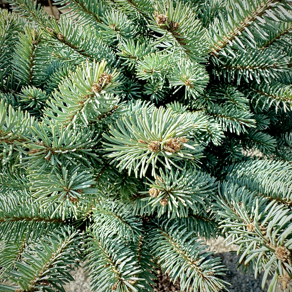 Dwarf Globe Blue Spruce Topiary Tree - 6 gallon container – Lots of Plants