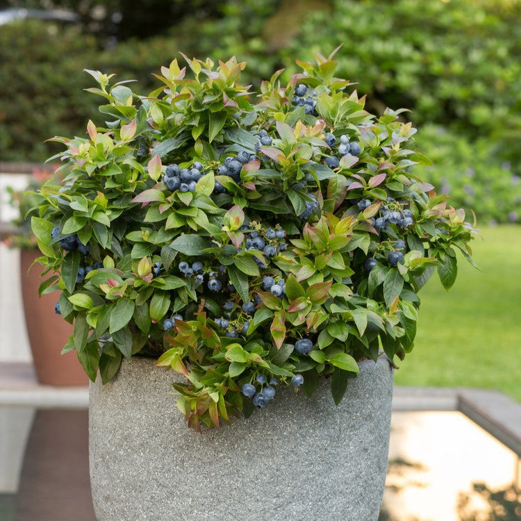 Jelly Bean® Blueberry by Bushel and Berry®- 2 gallon container – Lots ...