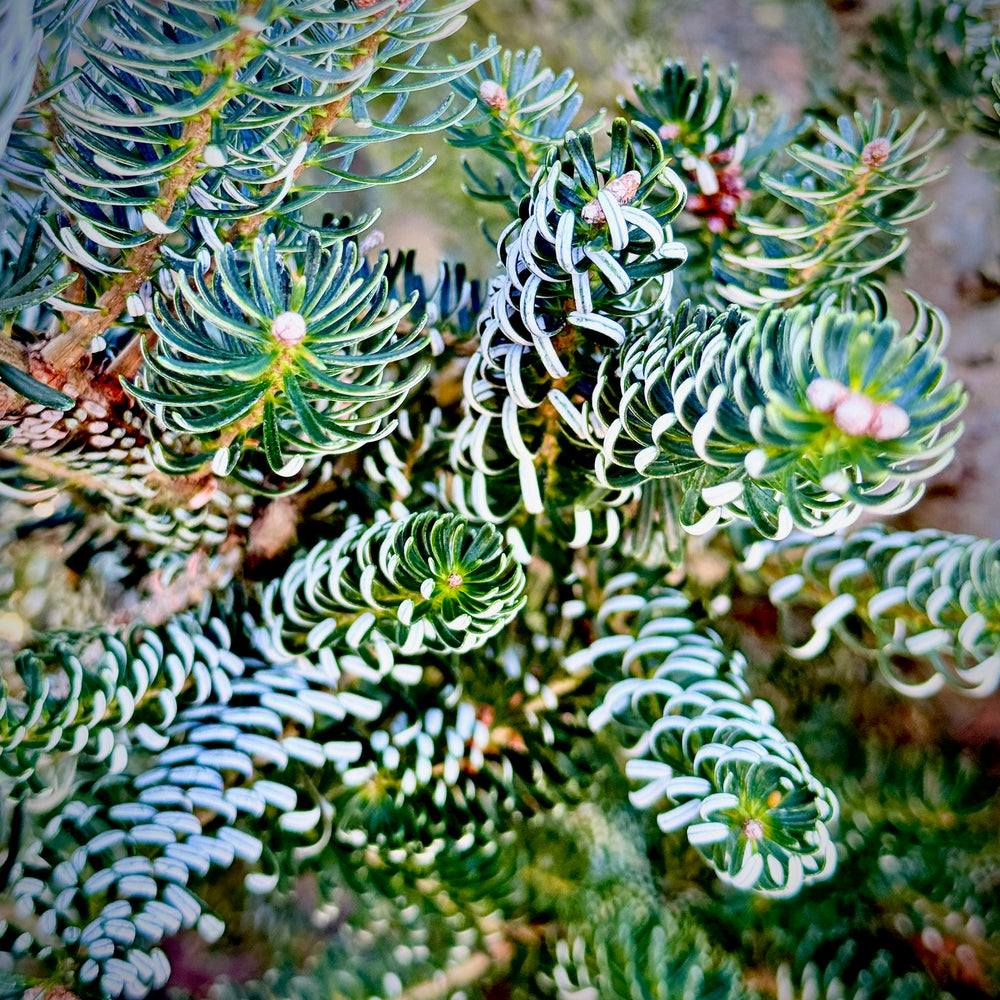 Horstmann's Silberlocke Korean Fir- 25 Gallon 4-5 Foot Tall – Lots of ...