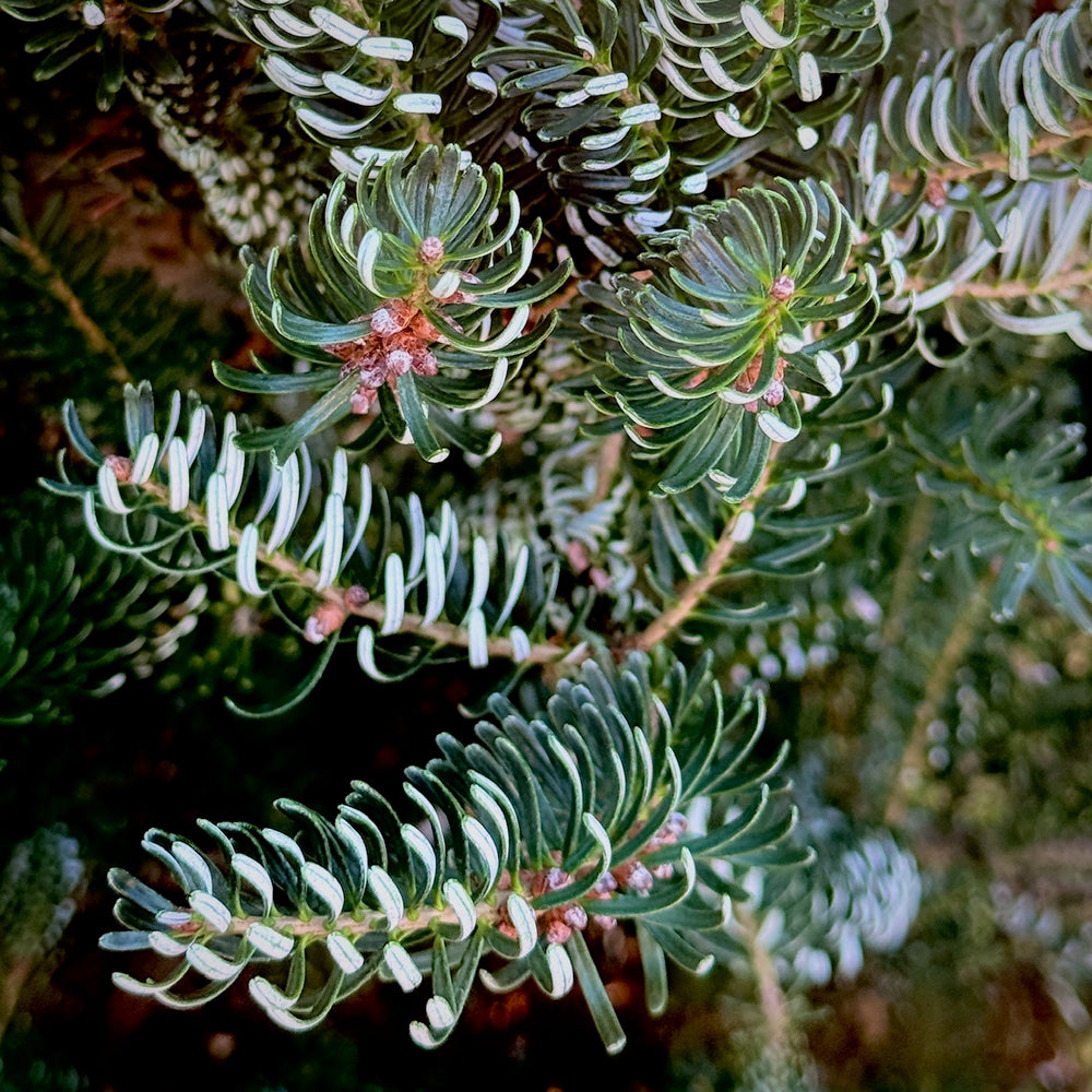 Horstmann's Silberlocke Korean Fir- 25 Gallon 4-5 Foot Tall – Lots of ...