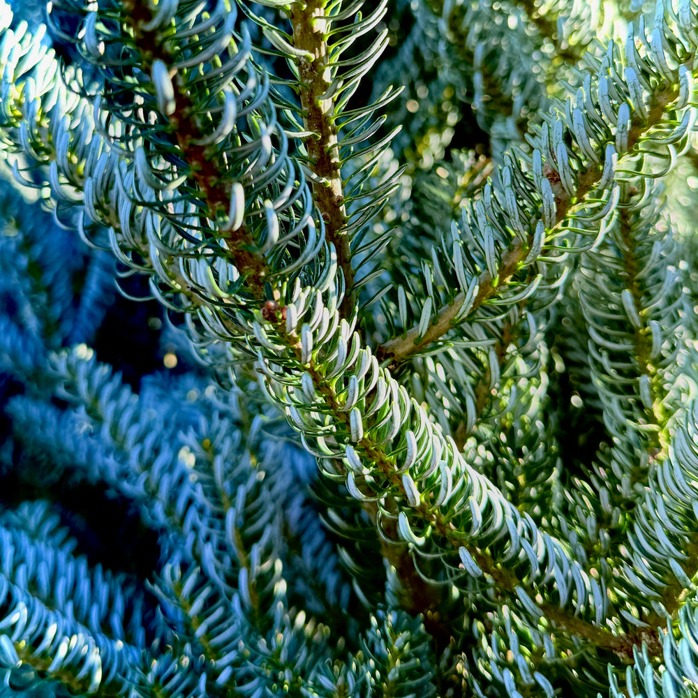 Horstmann's Silberlocke Korean Fir- 25 Gallon 4-5 Foot Tall – Lots of ...