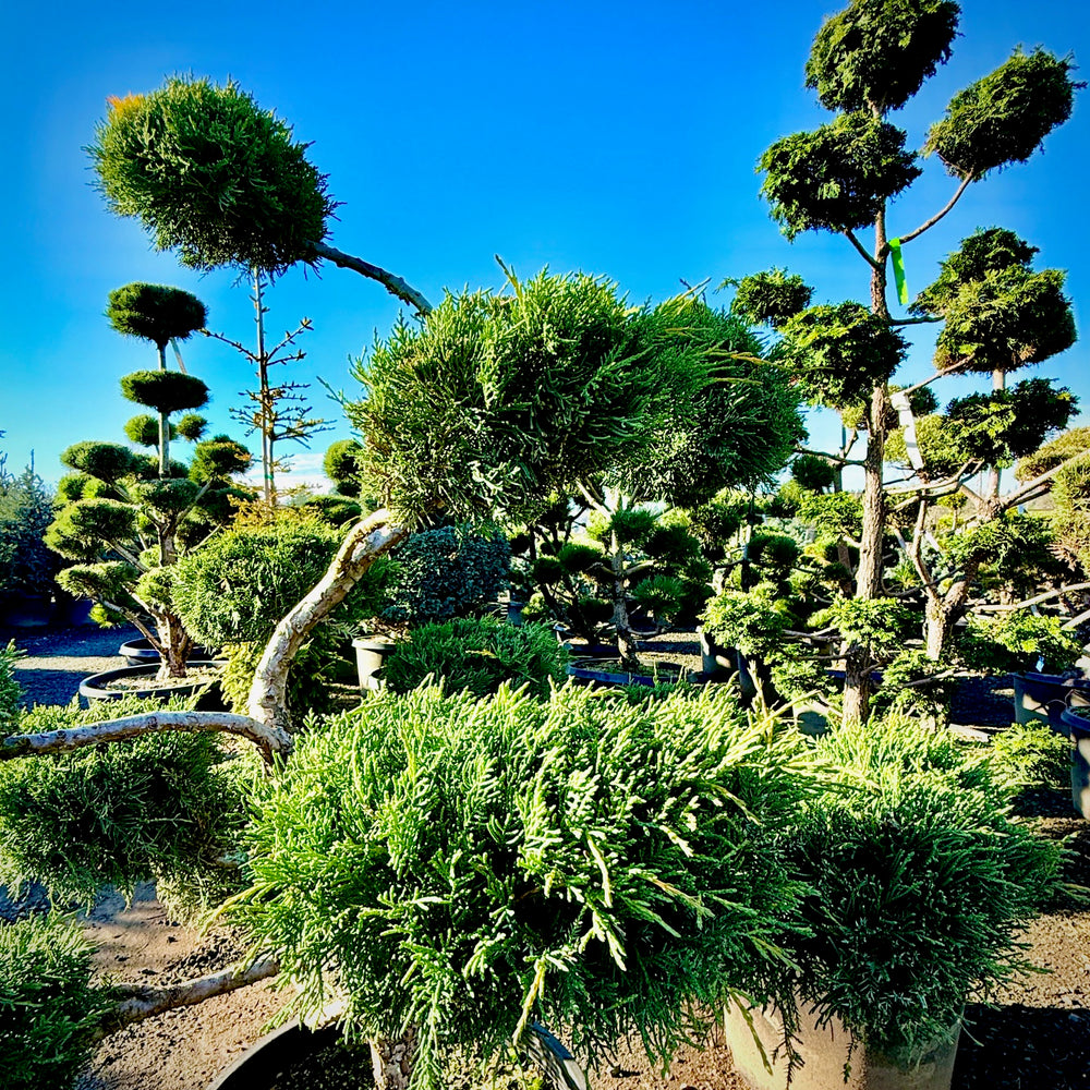 Pfitzer Juniper Poodle- 20 Gallon 5-6 Foot Tall – Lots of Plants