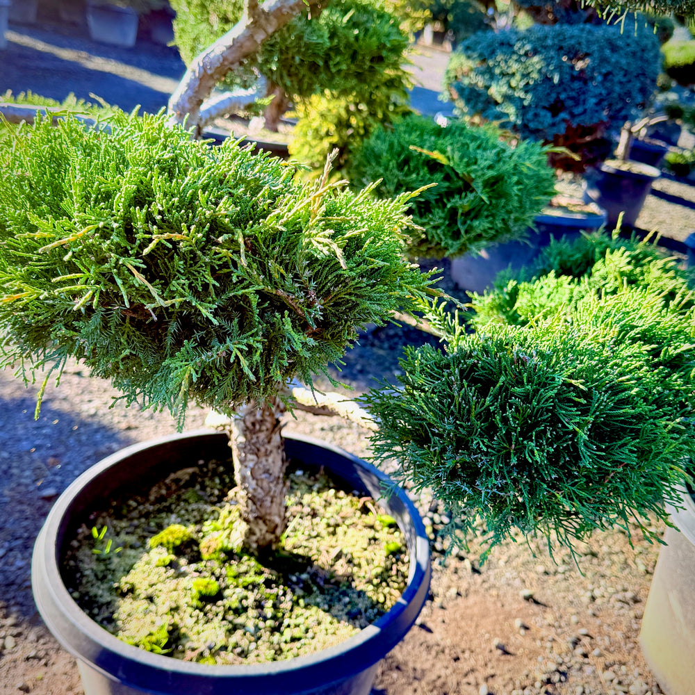 Pfitzer Juniper Poodle- 20 Gallon 5-6 Foot Tall – Lots of Plants