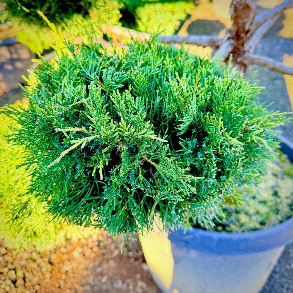 Pfitzer Juniper Poodle- 20 Gallon 5-6 Foot Tall – Lots of Plants