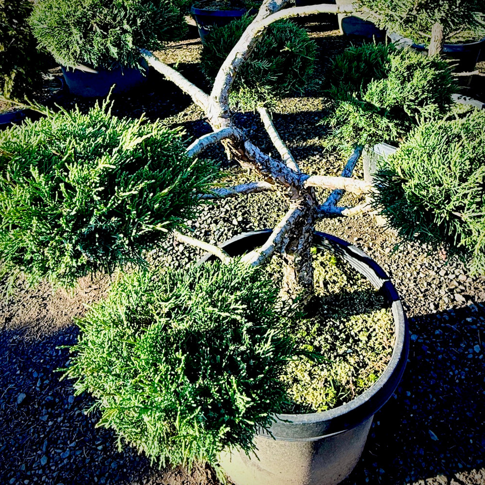 Pfitzer Juniper Poodle- 20 Gallon 5-6 Foot Tall – Lots of Plants
