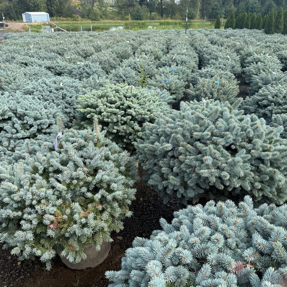 Dwarf Globe Blue Spruce- 7 Gallon- 4 Pack – Lots of Plants