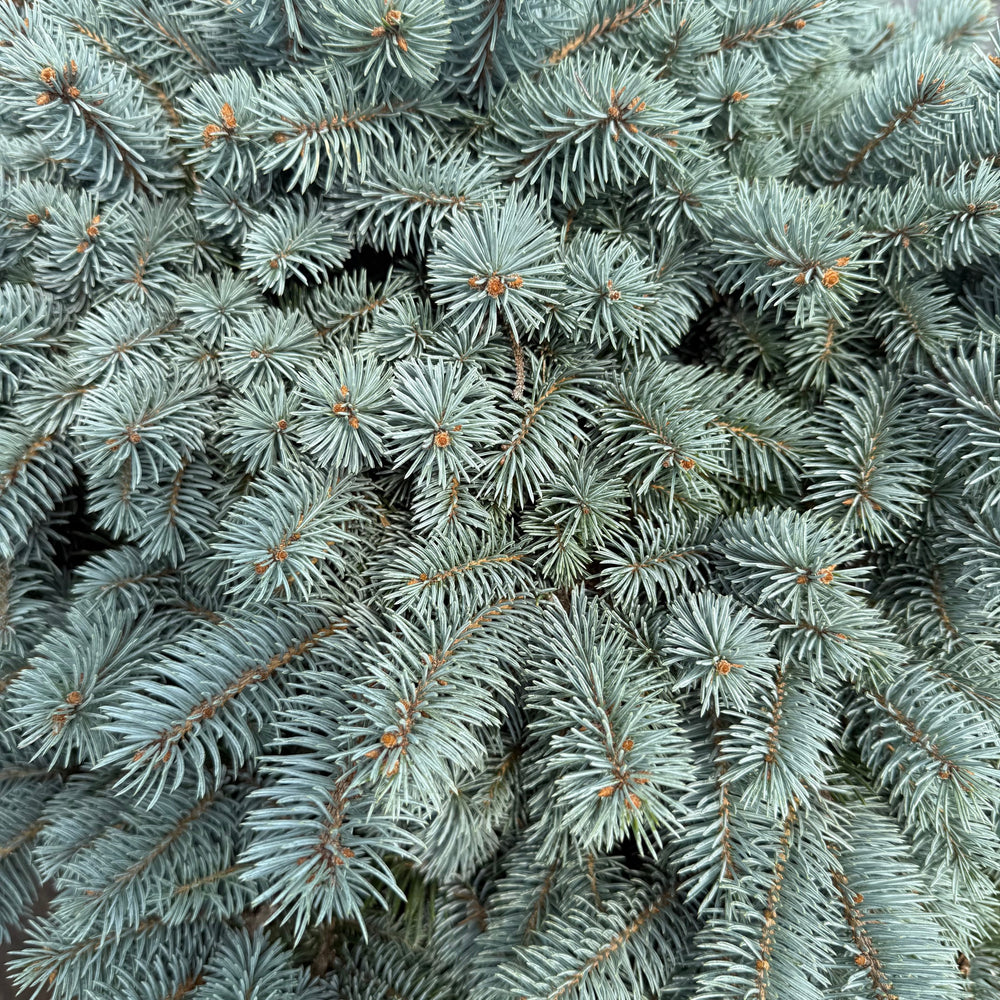 Dwarf Globe Blue Spruce- 7 Gallon- 4 Pack – Lots of Plants