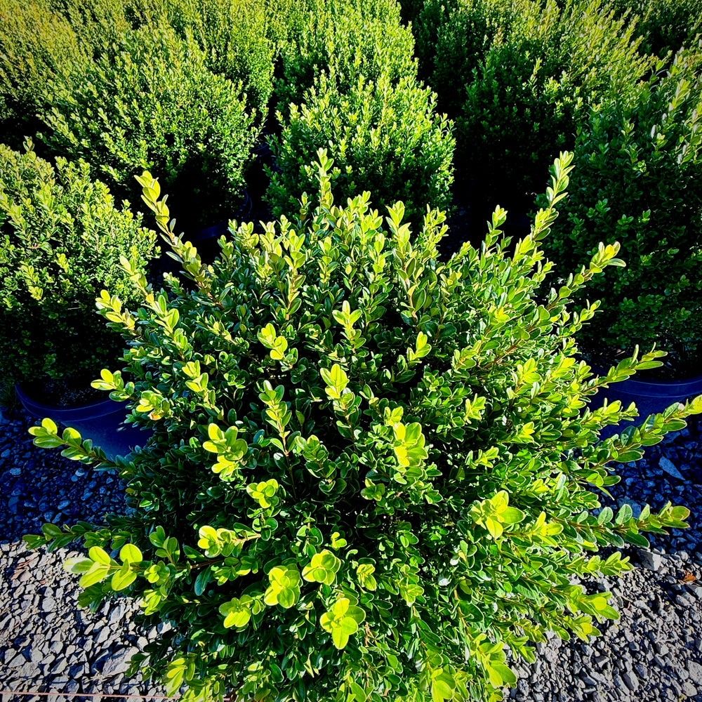 Baby Gem™ Boxwood- 10 Gallon 5 Pack – Lots of Plants